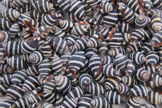 Beehive Shell's (Pack of 10) – Enchanted Genie LLC